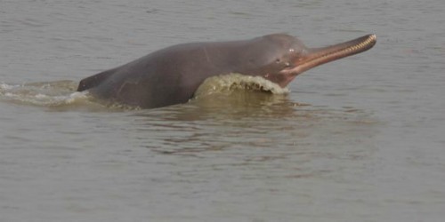 Características de los delfines de río Para saber más de animales Para ...