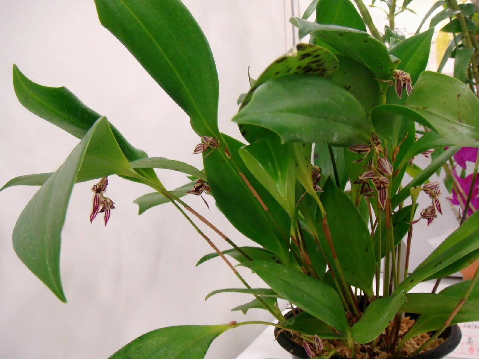 Pleurothallis secunda care and culture | Travaldo's blog