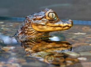 Venta Accesorios De Piel De Babilla