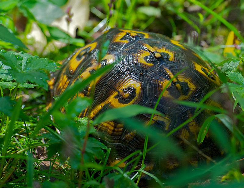Red and the Peanut: An Eastern Box Turtle among a flurry of autumn ...