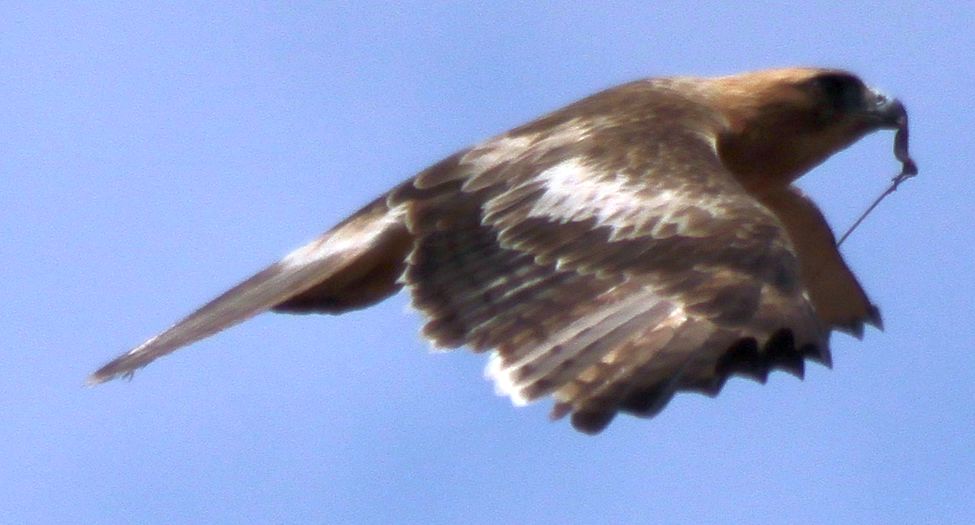 Richard Waring's Birds of Australia: Little Eagle