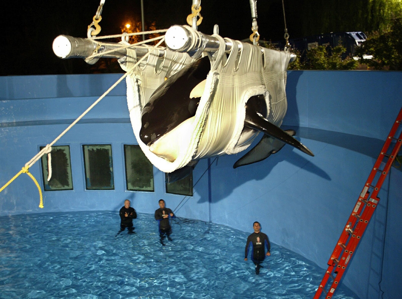 NewsPlusNotes: A Western View - Remembering Shouka