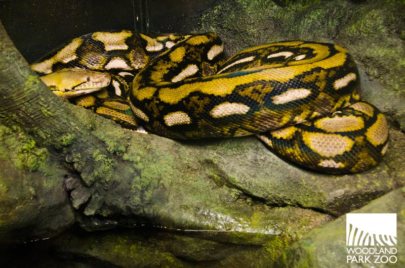 Woodland Park Zoo Blog: Name our new squeeze