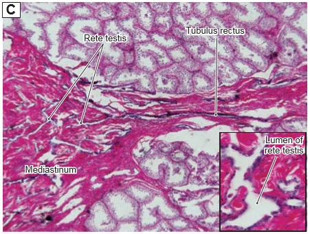 Odfelipef: Aparato reproductor masculino