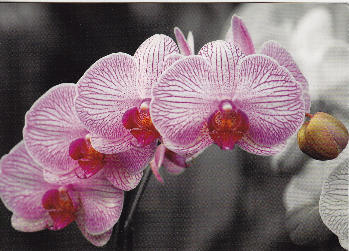 La beauté des fleurs: mai 2016