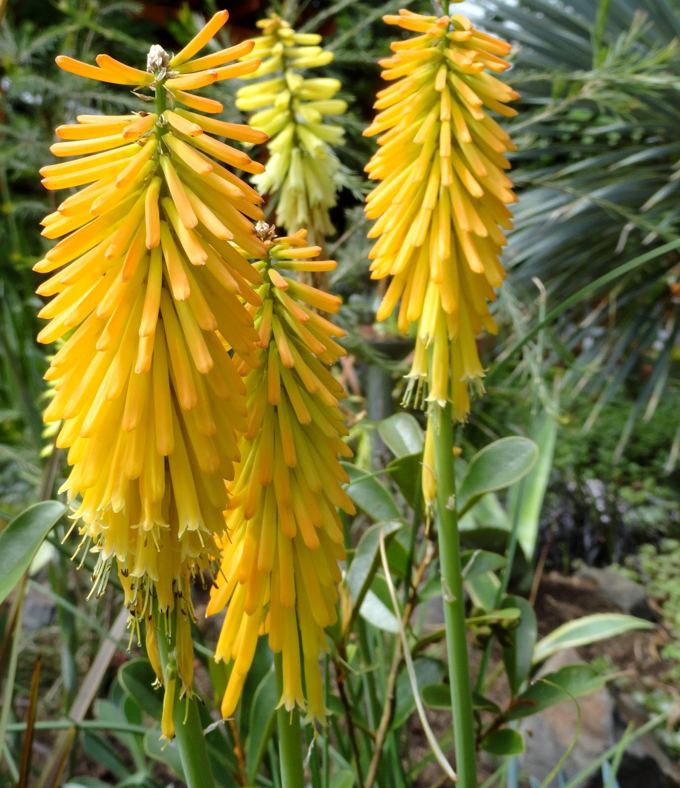 danger garden: Blooms for July…