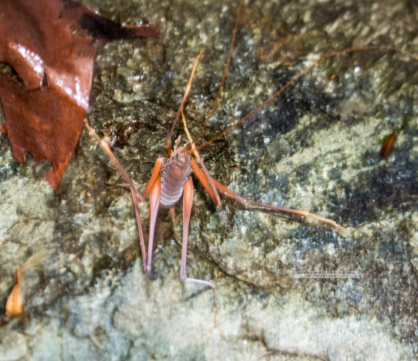 Walks with Moss: Camp Pleasant and "Darky" Mine