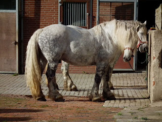 Percheron
