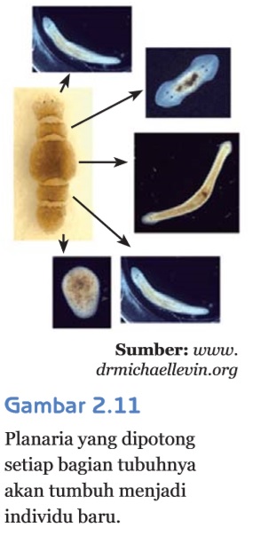 Jenis-Jenis Perkembangbiakan pada Hewan - MUH IMRAN BLOG