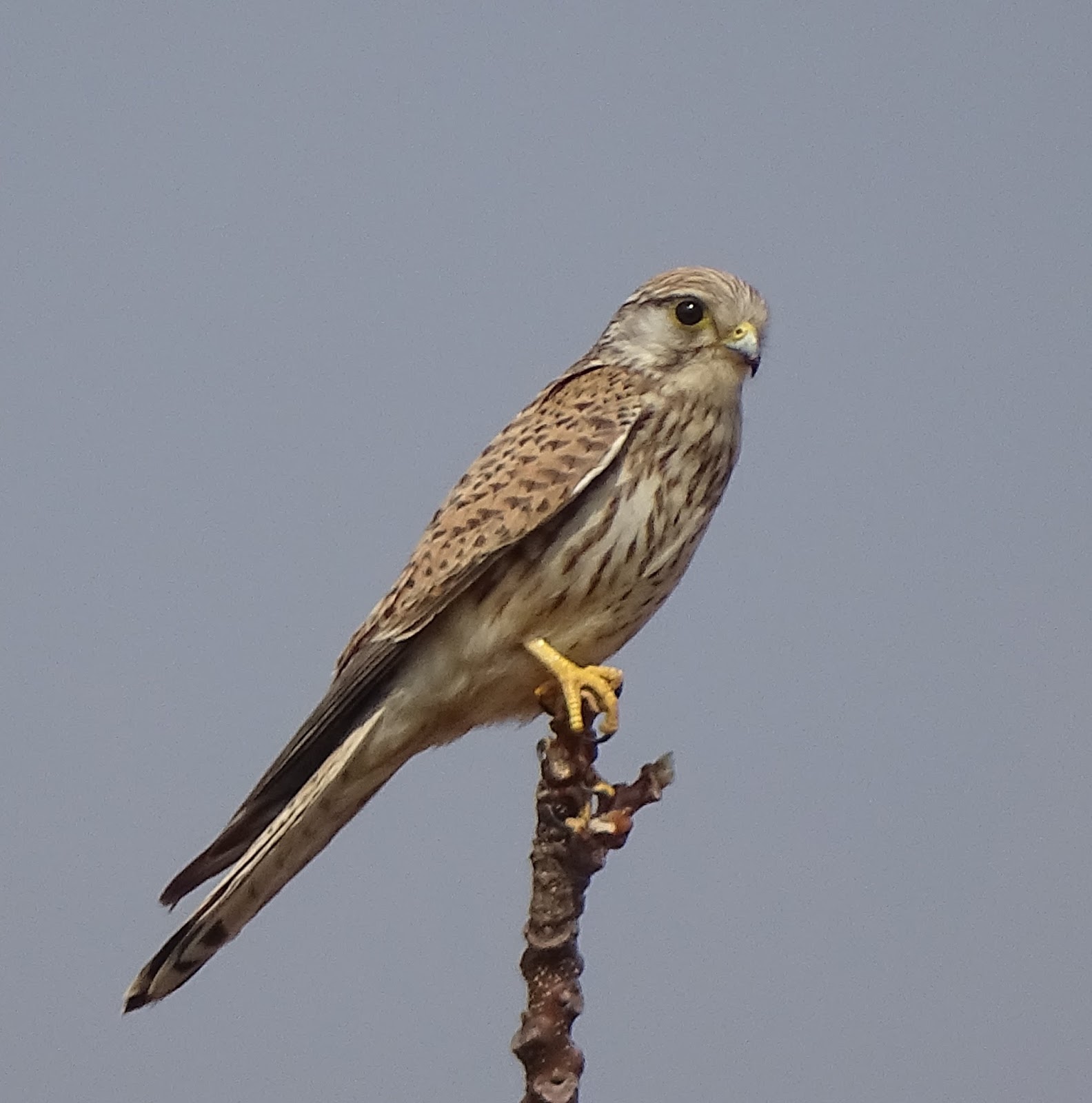 FORREST NGO: Identification of Common Indian Raptors