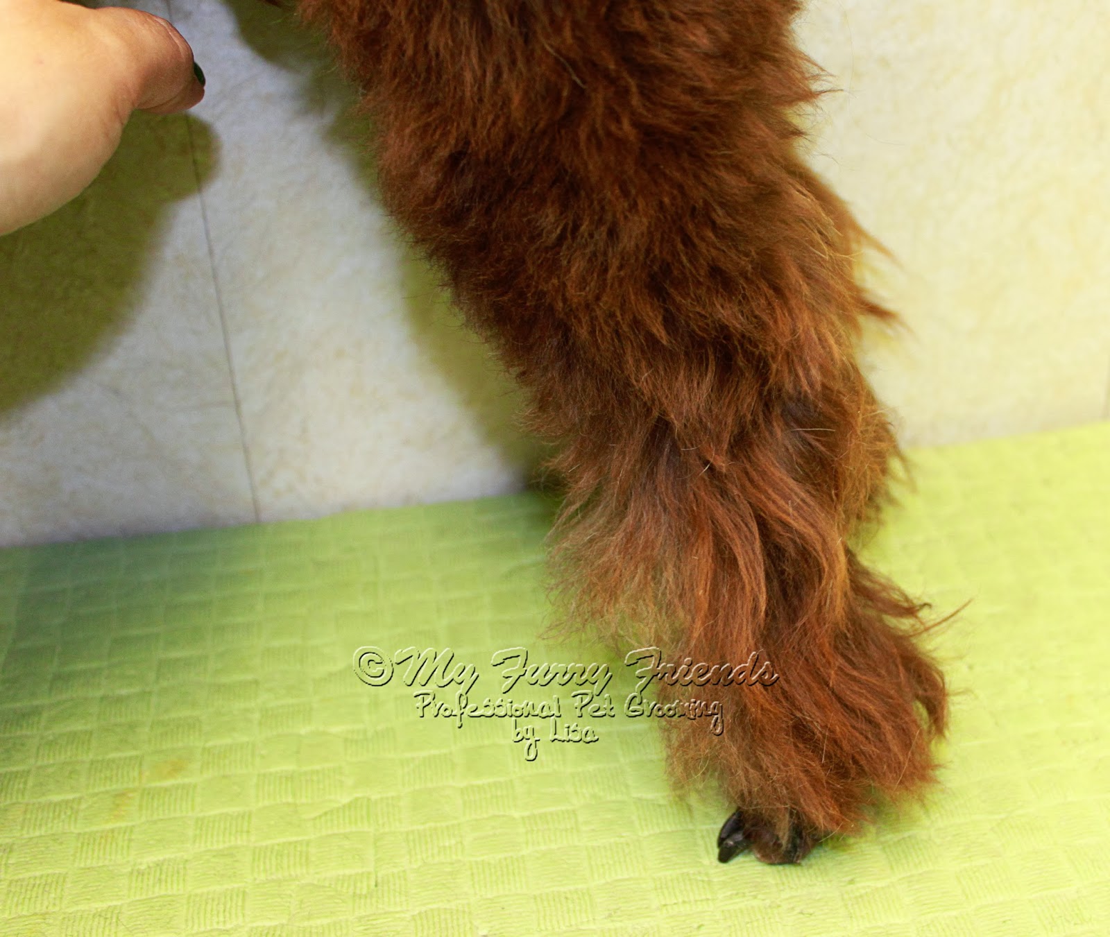 Pet Grooming: The Good, The Bad, & The Furry: Monday Makeover #20 Well ...