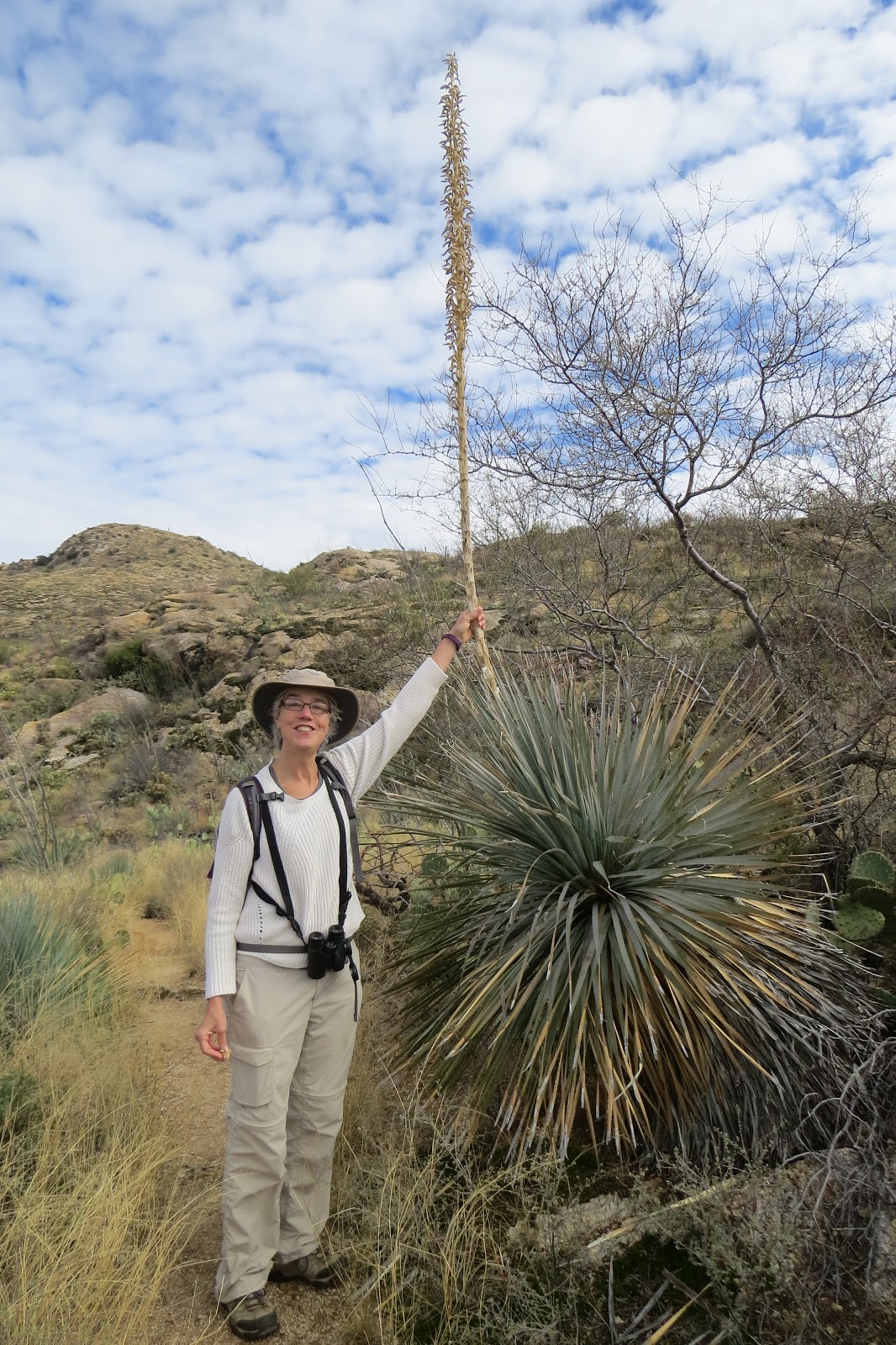 The Sonoran Four: Agave, Yucca, Sotol, Beargrass