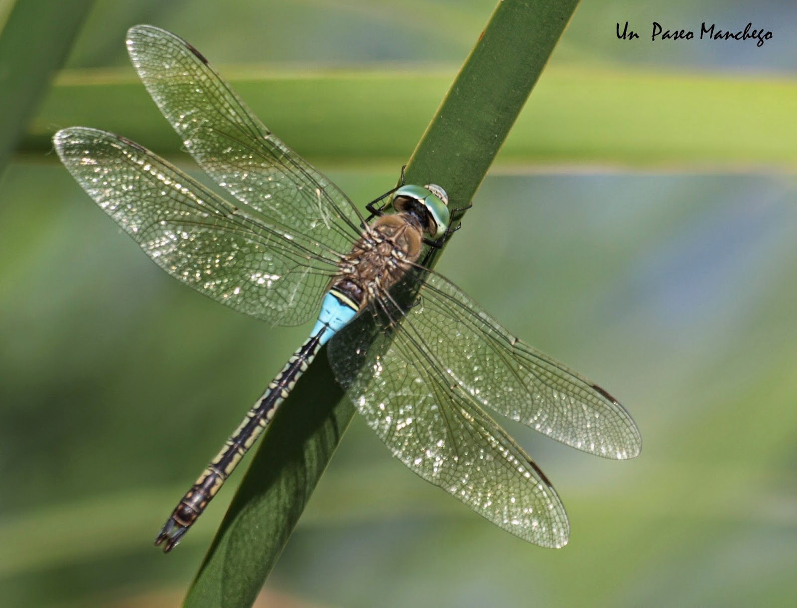 Un Paseo Manchego: Libélula Anax parthenope.