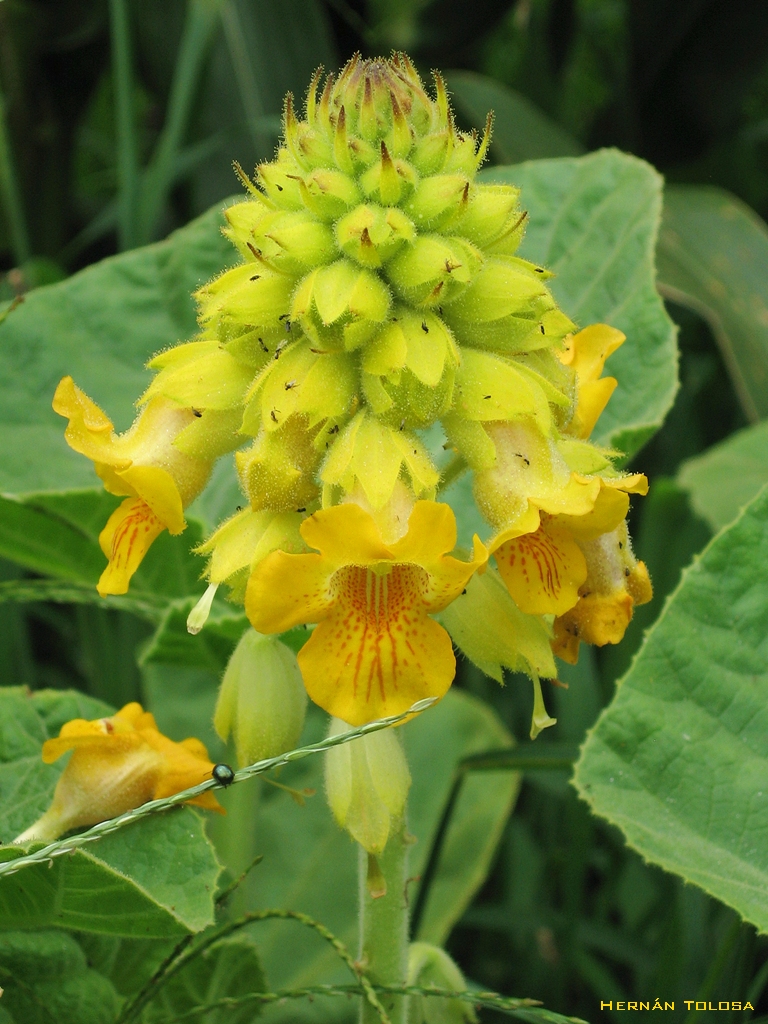 Flora Bonaerense: Cuernos del diablo (Ibicella lutea)