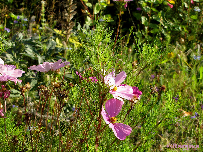 Des fleurs champêtres et le Printemps | Paysages et Fleurs au fil de l'eau