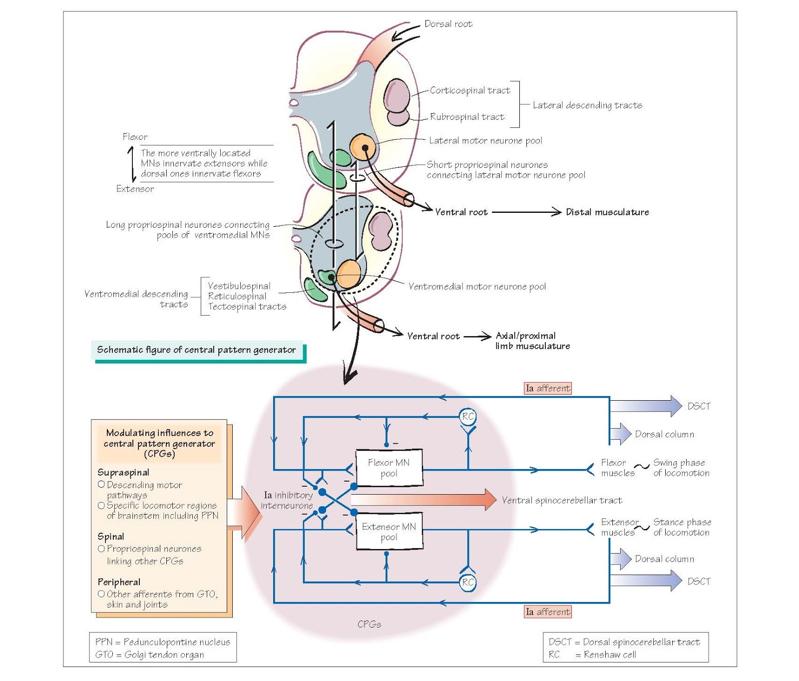Spinal Cord Motor Organization And Locomotion - pediagenosis