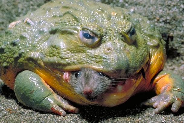 EXTREMO MUNDO EM QUE VIVEMOS: SAPO BOI AFRICANO CARNÍVORO