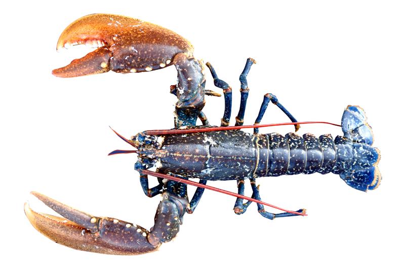 The Green Octopus: Astice o aragosta?!