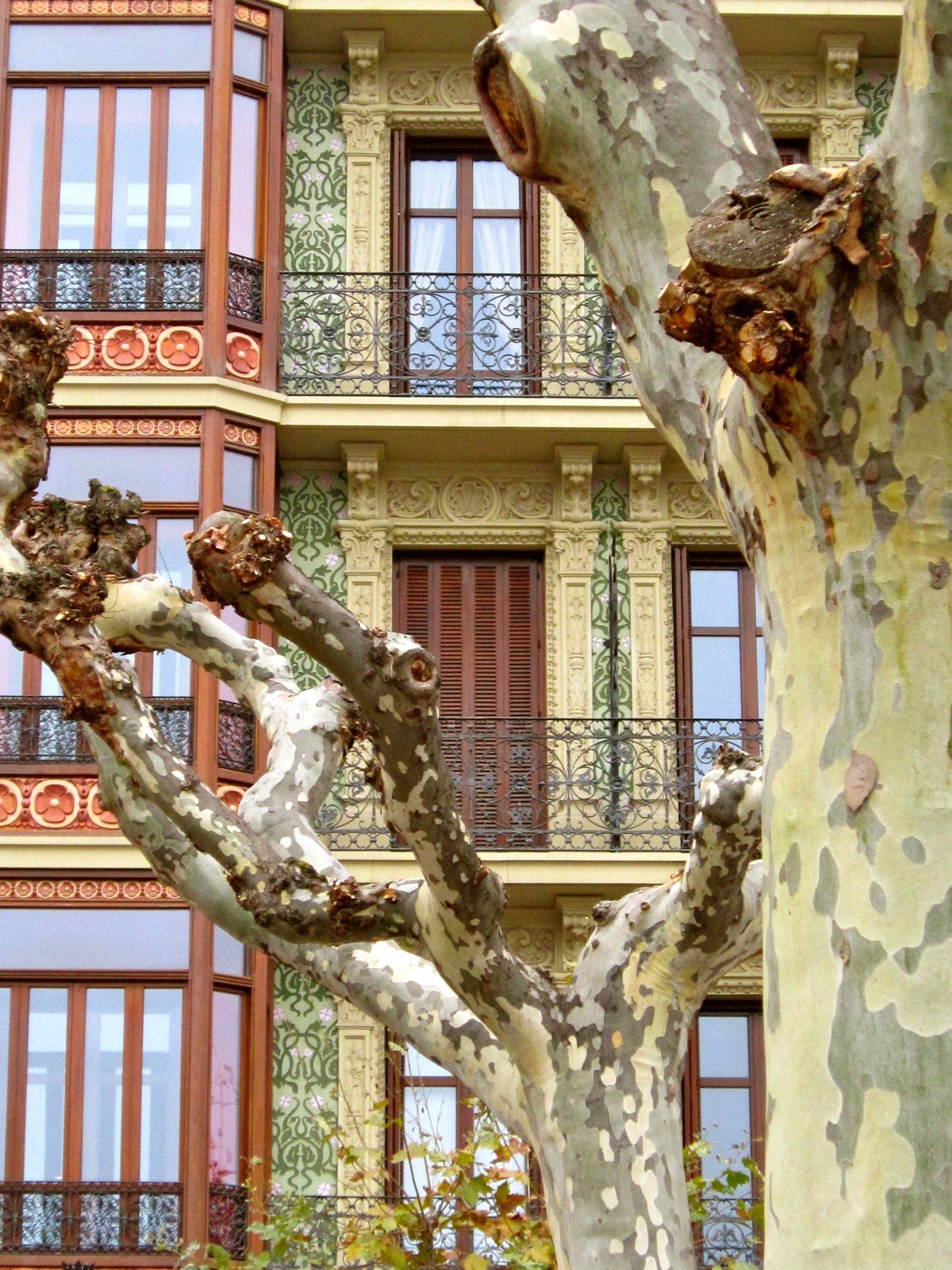 Meredith Nemirov: POLLARDING SYCAMORES