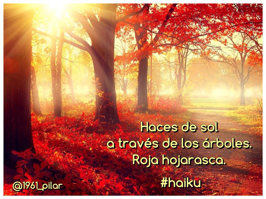 Versos a flor de piel: HAIKU 28 HACES DE SOL...