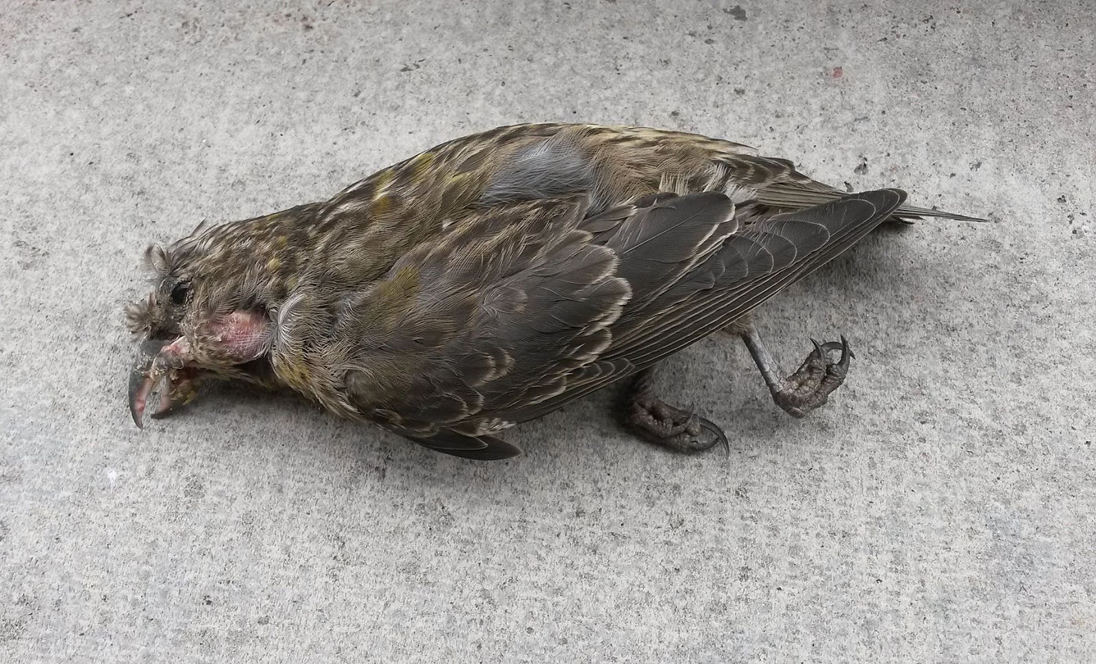 Non-Stop Birding: Juvenile Starlings, moths, a bee and a deadly mystery