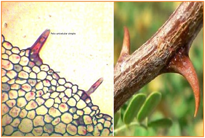 BIOLOGI GONZAGA: PRE TEST SEL DAN JARINGAN