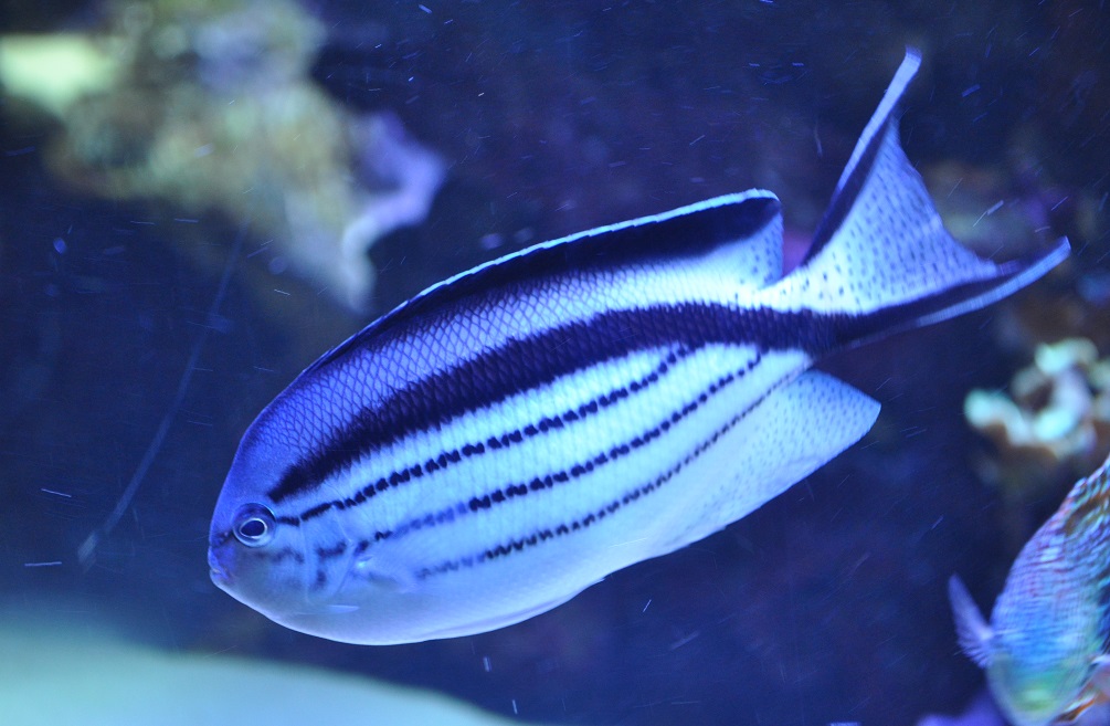 ZOOTOGRAFIANDO (6.100 ANIMALS): PEZ ÁNGEL DE LAMARCK / BLACKSTRIPED ...