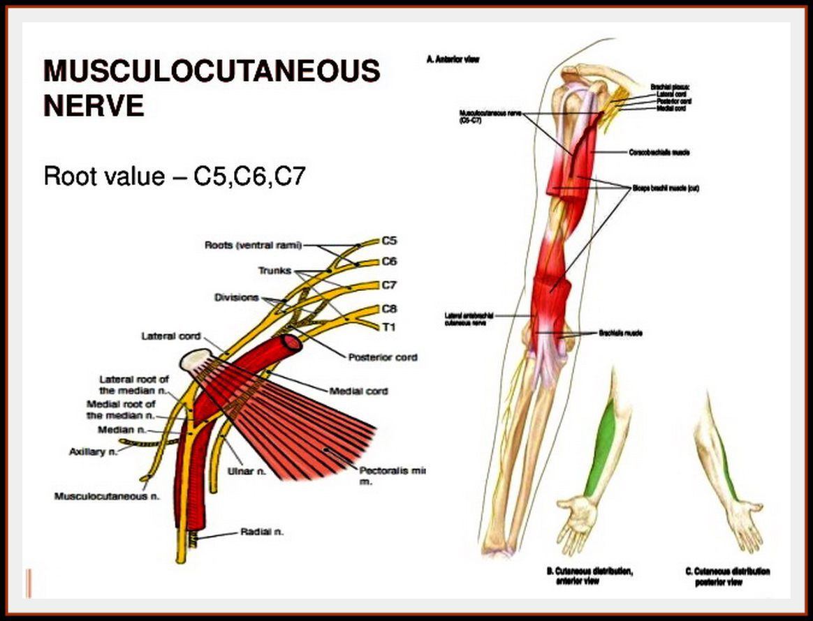truthlady3: Dermatomes Dermal Segmentation