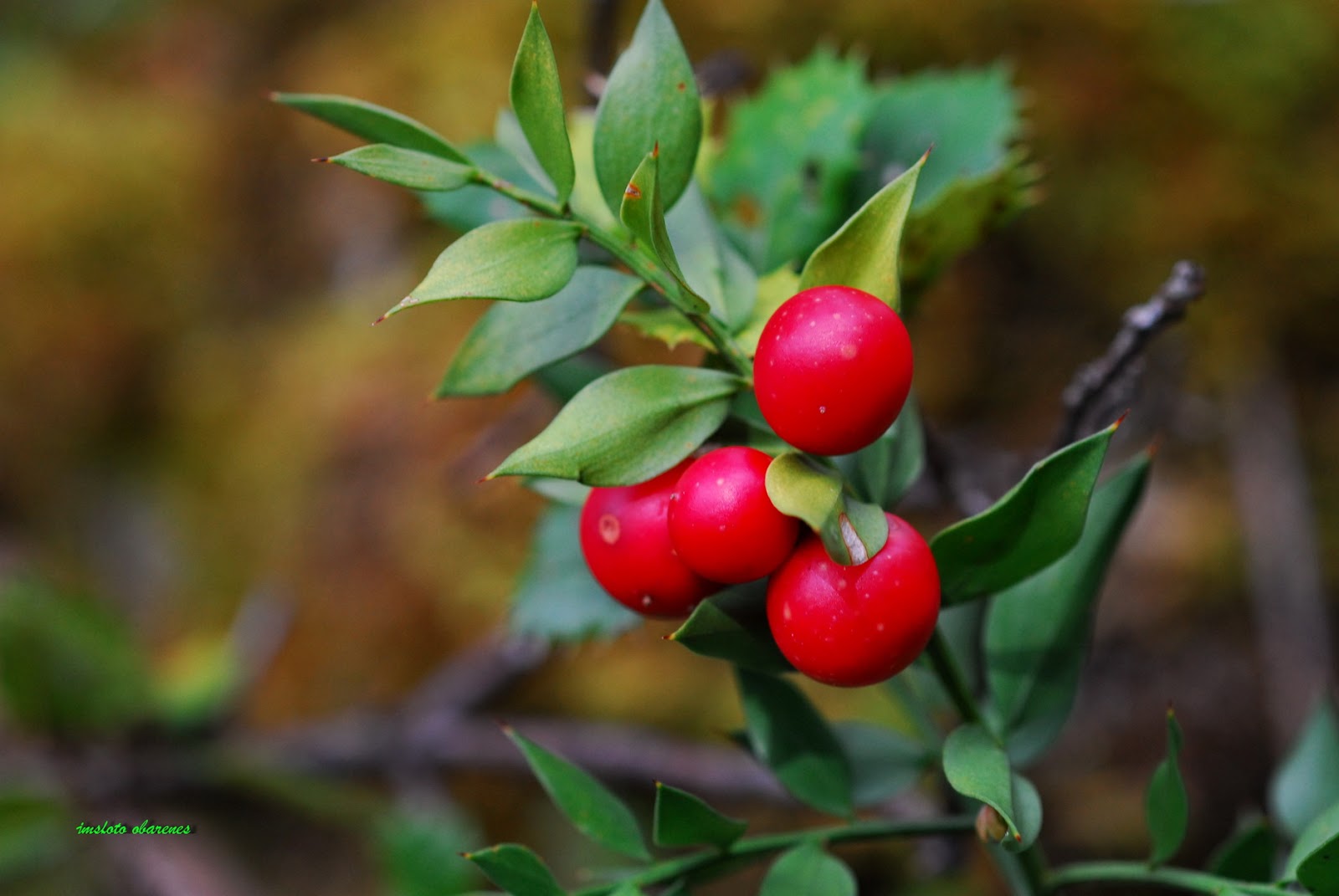 MONTES OBARENES ENTORNO Y VIDA: Rusco (Ruscus aculeatus)