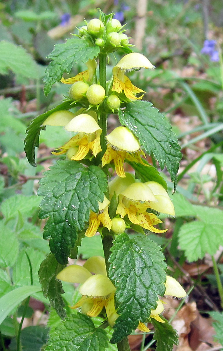 Spring at High Elms | Naturally