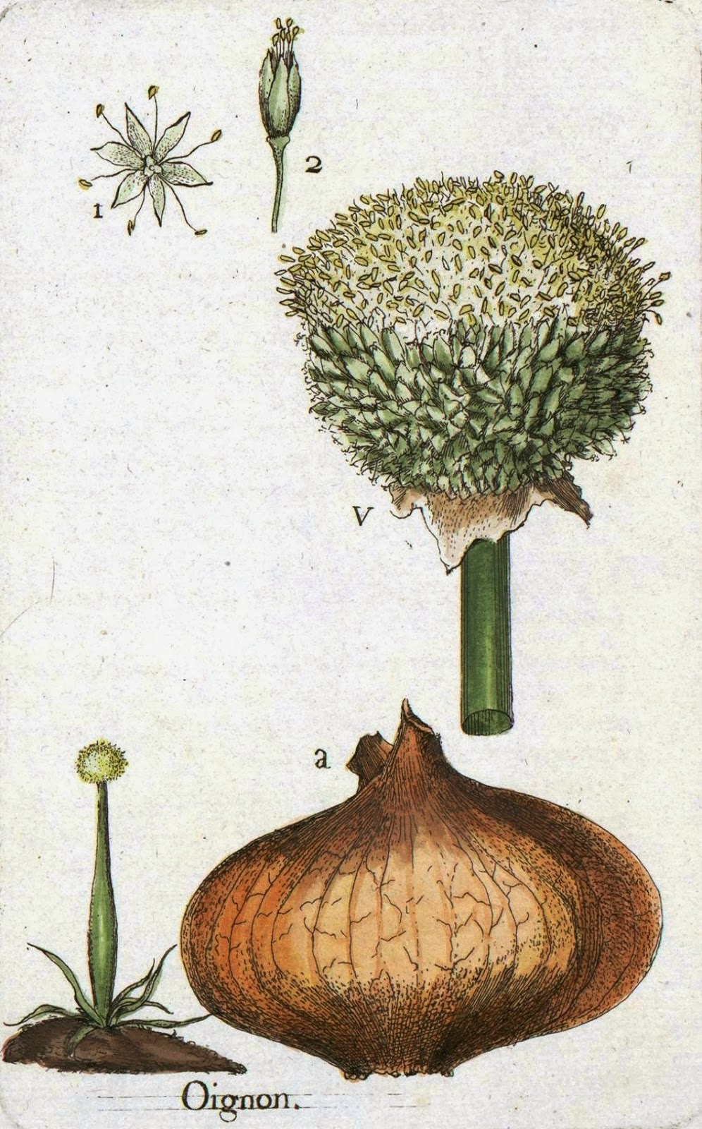 Daniel's Pacific NW Garden: Some Old Botanical Illustrations. 12.26.13