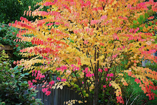 wonder-sown: Katsura tree