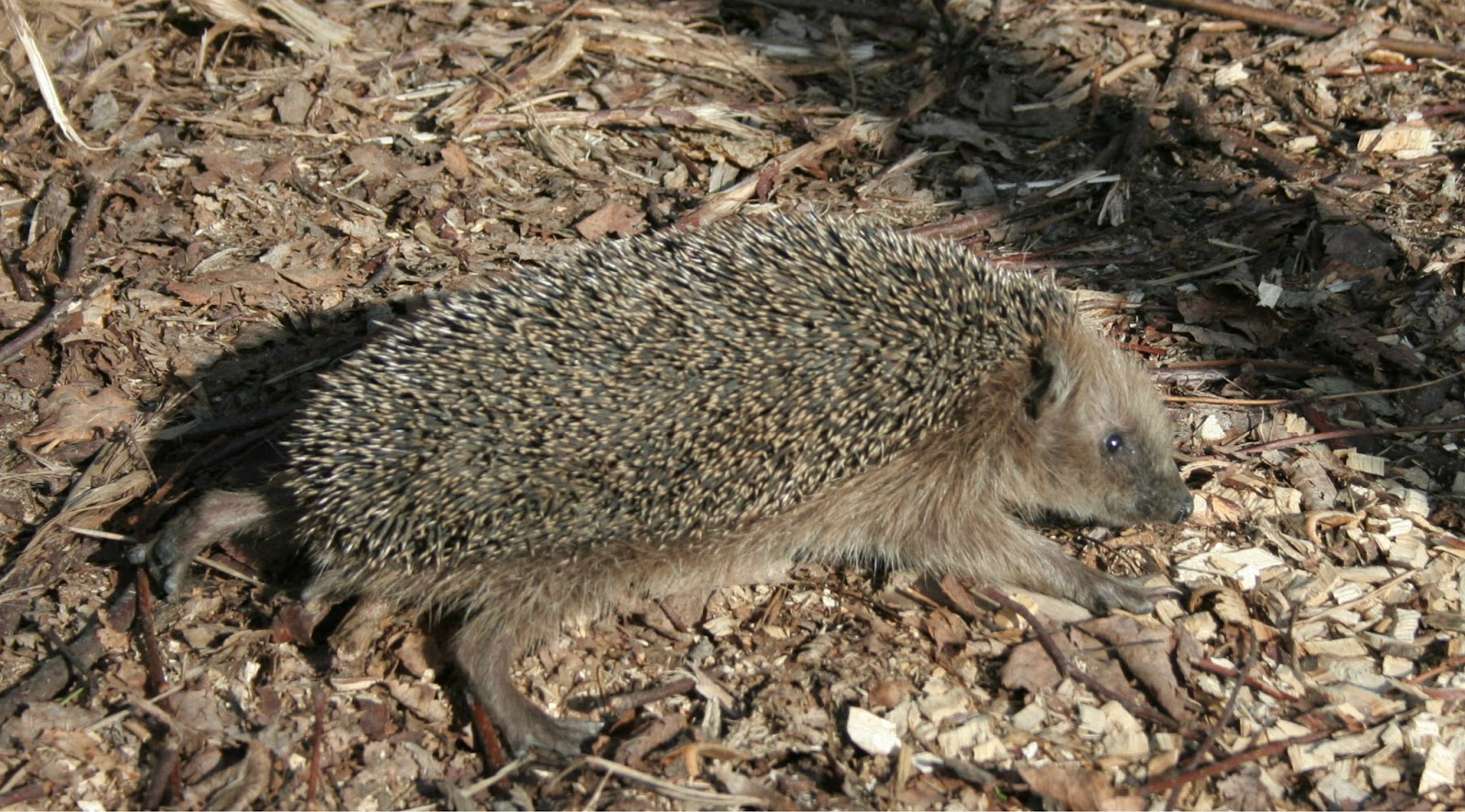 Las Mira: Ciężkie życie jeża.