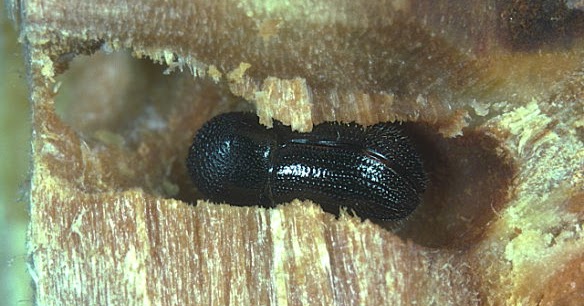 Variety of Life: Xyleborus