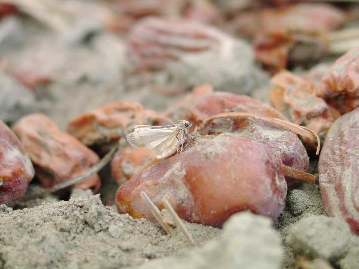 The IR-4 Project News and Information