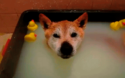 AKI GIFS: Gif Cachorro brincando no banho