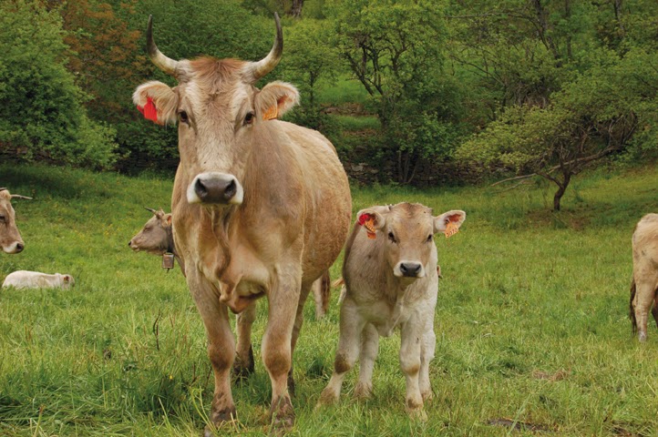 Mi blog de biologia!: Cruce de raza bruna y charolais - Vacas