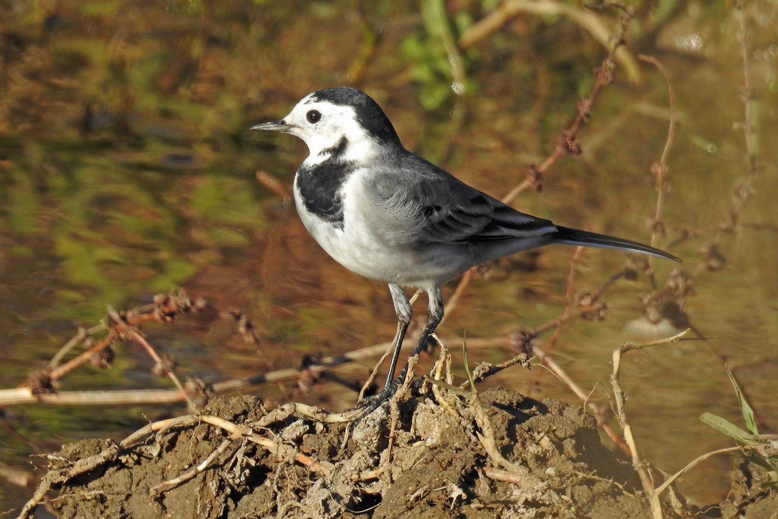 Bird Guide: The ubiquitous wintering White Wagtail