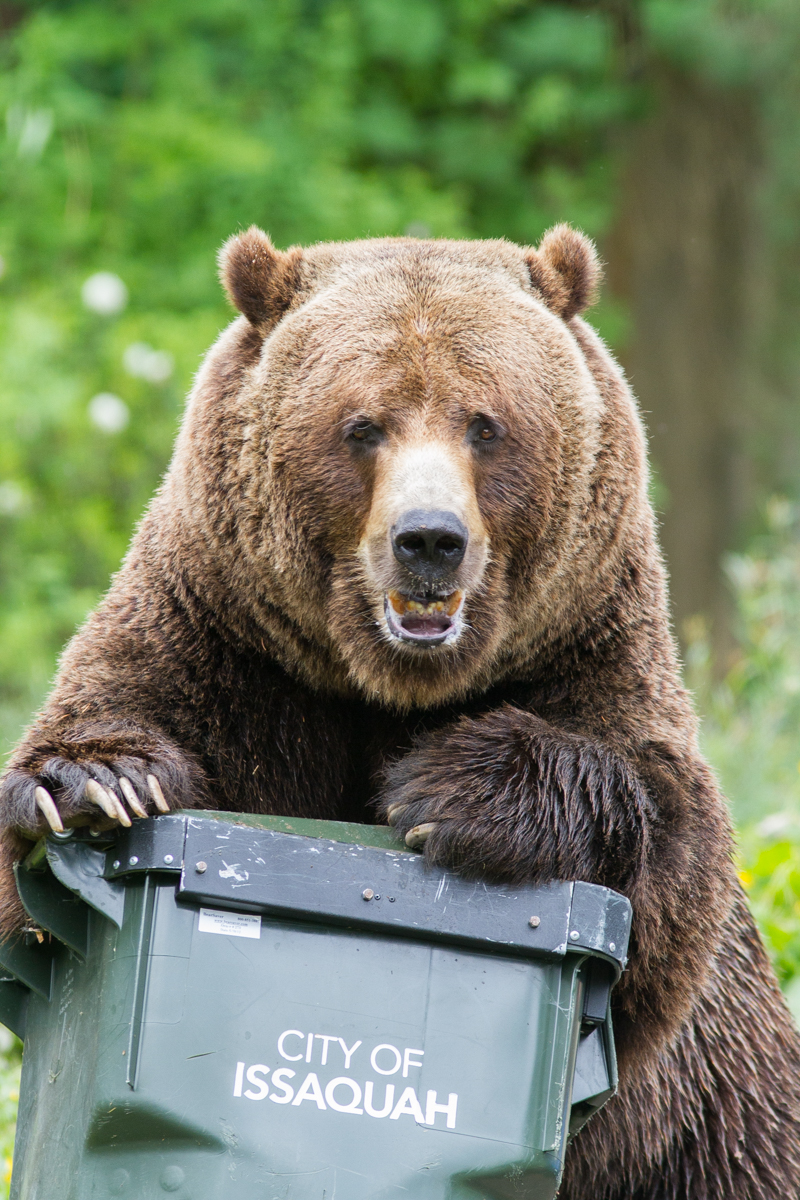 Bear Affair teaches bear smarts in the Northwest