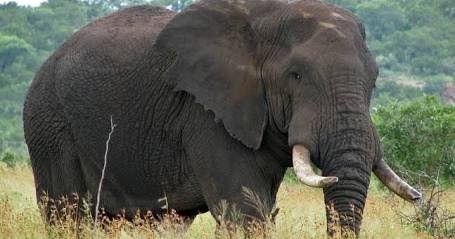 16+ Konsep Terkini Ciri Ciri Gajah