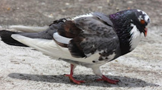 Cara mengetahui karakter merpati dengan warna bulunya - Den Family