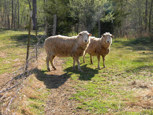 Notforgotten Farm : ~ Wool Gathering