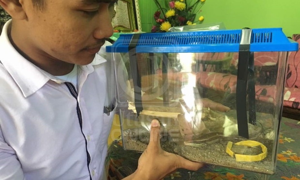 Mengkarung Ekor Bercabang Empat Jadi Rebutan Ramai, Pernah Ditawar ...