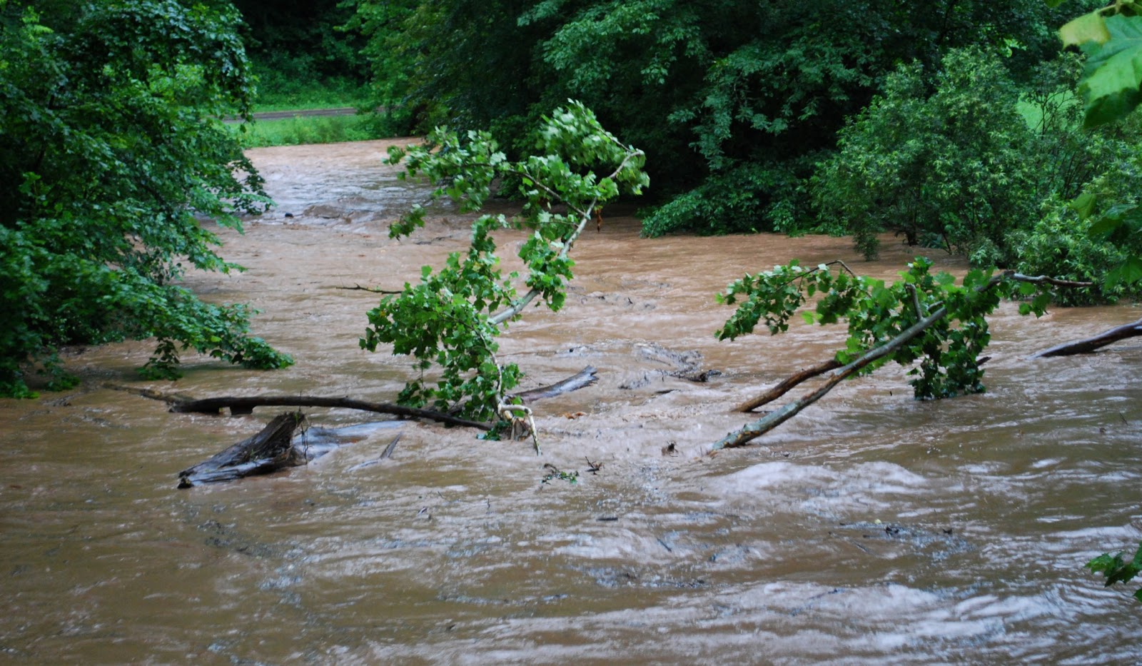Excelsior: Flash flood trashes trees