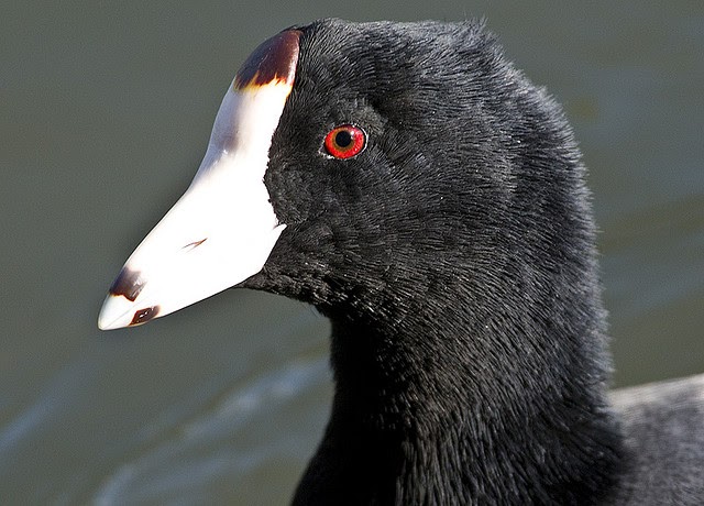 Real Monstrosities: Bald as a Coot. More so, in fact.
