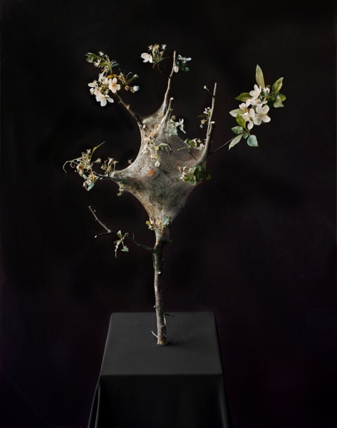 Los Grandes Fotografos: Tom Baril (1952)