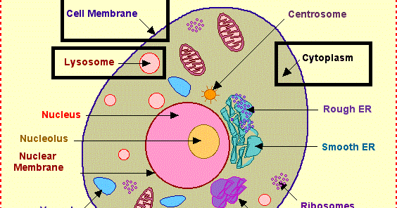 Bio cell : Transporters: Cystic fibrosis: Explanations