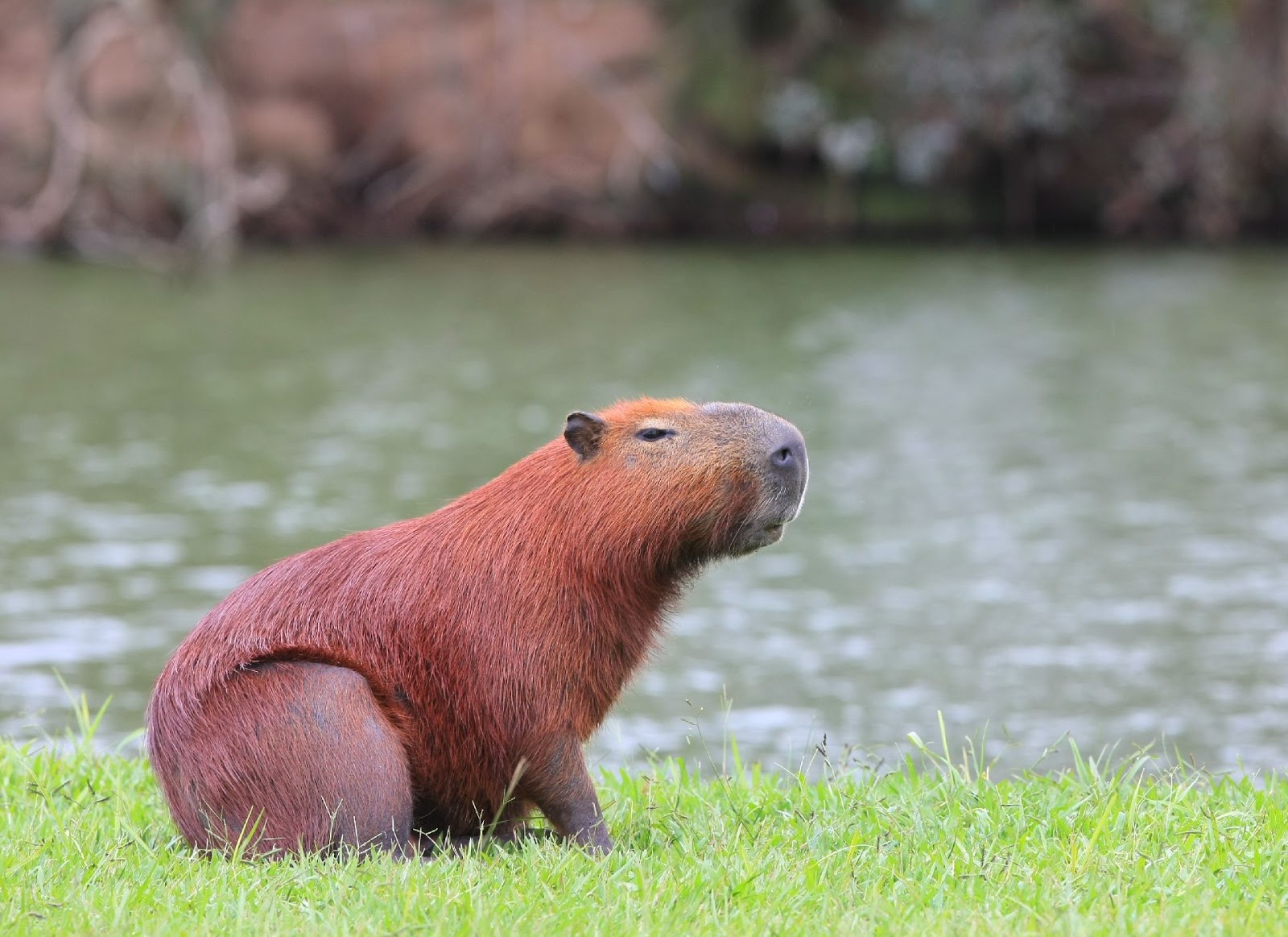 Capivara | Hydrochoerus hydrochaeris