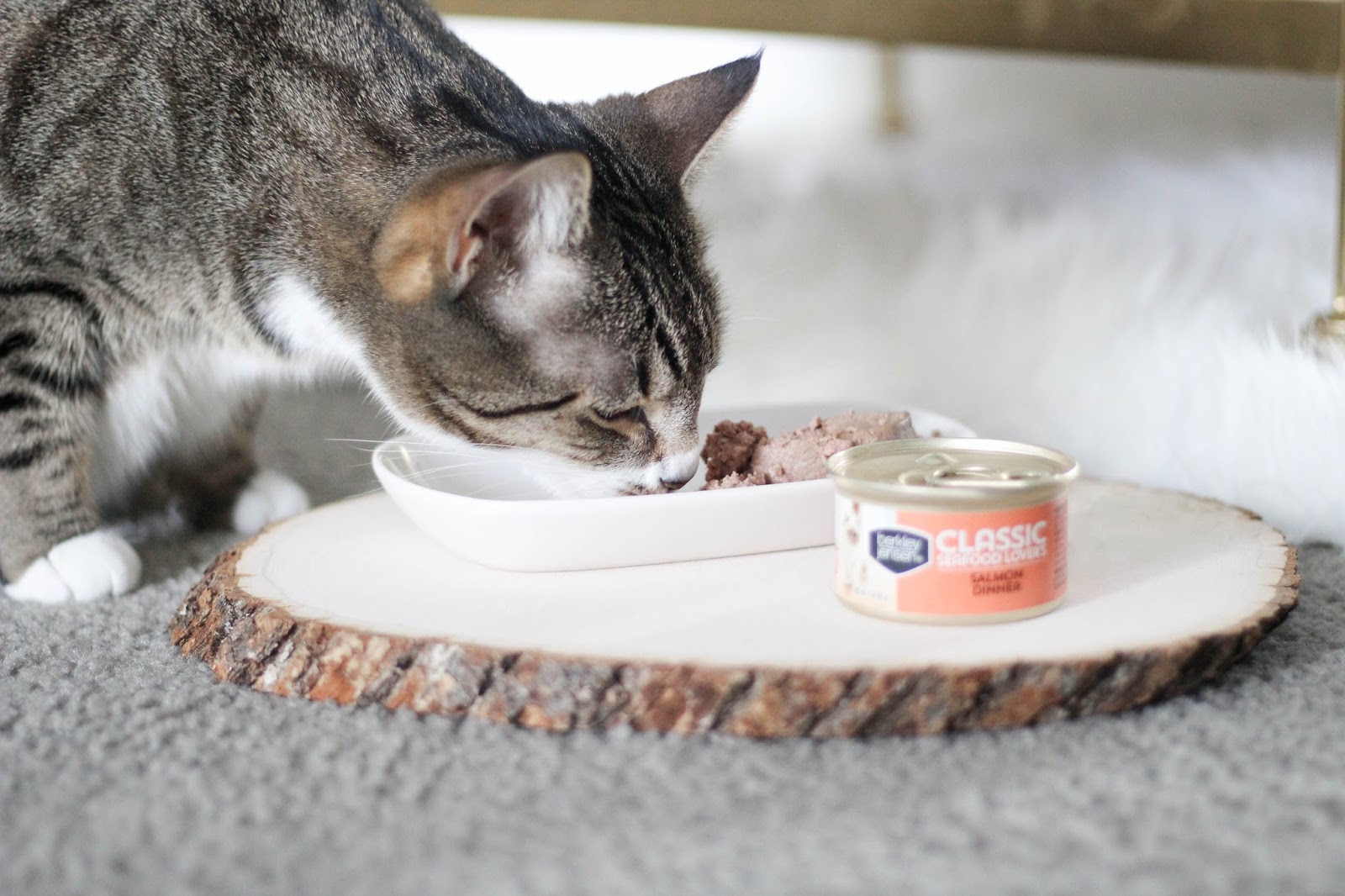 FIVE MUST-HAVE PRODUCTS FOR EVERY CAT OWNER | A Classy Fashionista