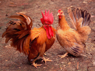 Lima Tips Memilih Ayam Kate Indukan - My Budidaya - Trik dan Tips Budidaya